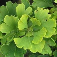 Citi lapukoki un krūmi – Stādu audzētava "Rožlejas"